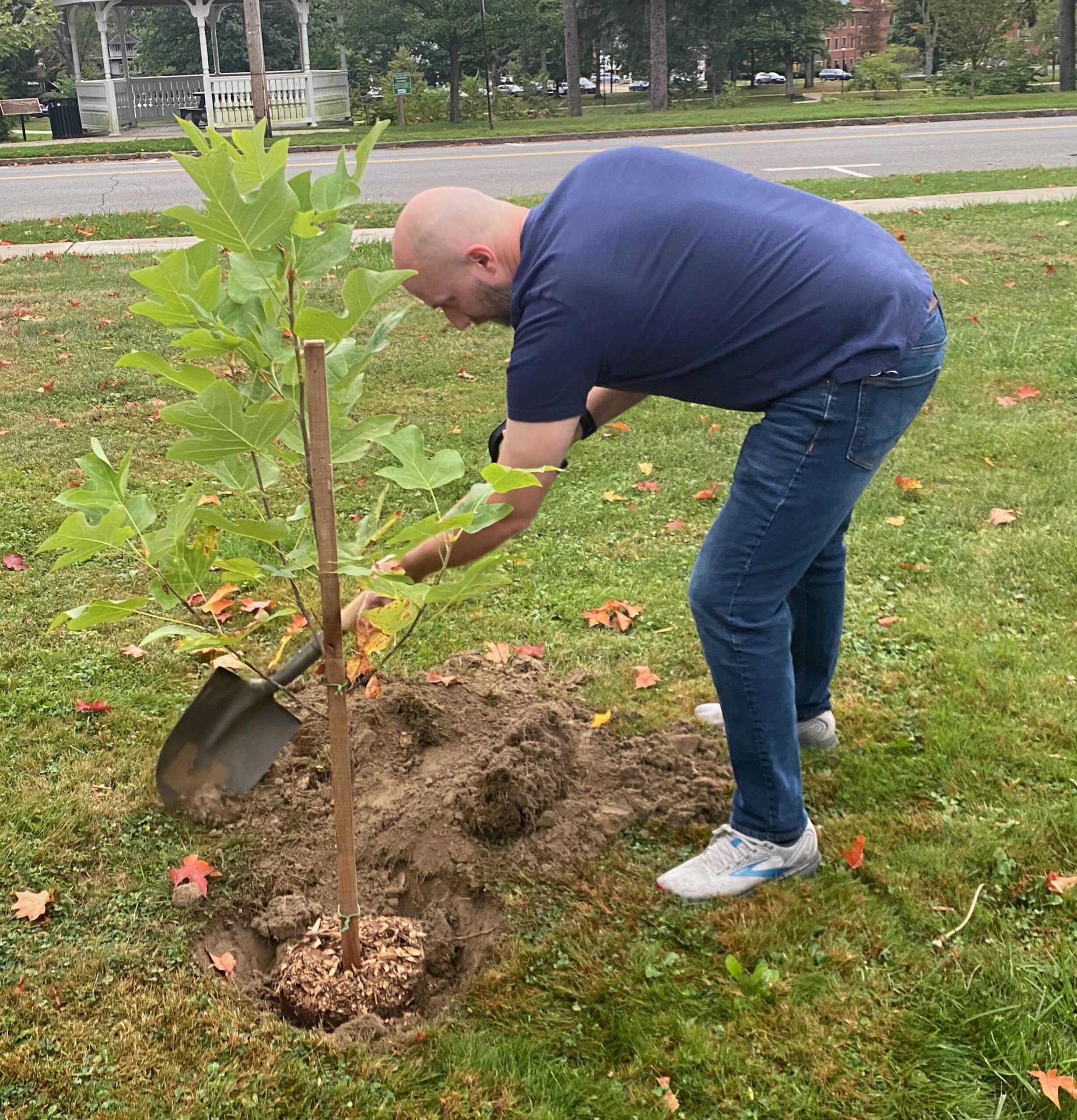 ‘Liberty Tree’ planted Tuesday in Warren as part of nation’s 250th ...